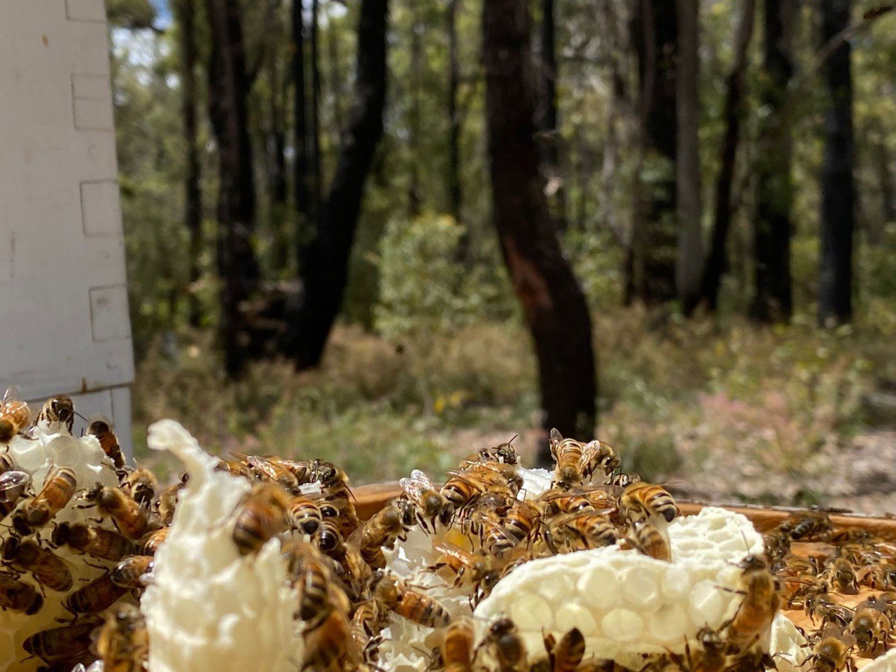 Pure And Natural Honey Co - Buy Perth Honey Online – Pure & Natural ...